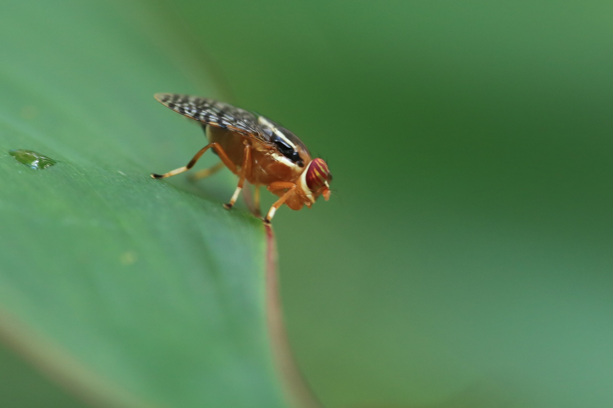 Scholastes cinctus (Guérin, 1831)