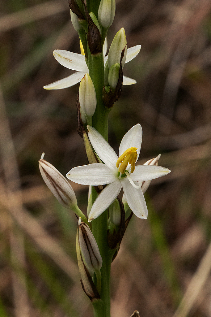 Chlorophytum bowkeri from Susurumba, Juliasdale, Nyanga, Zimbabwe on ...