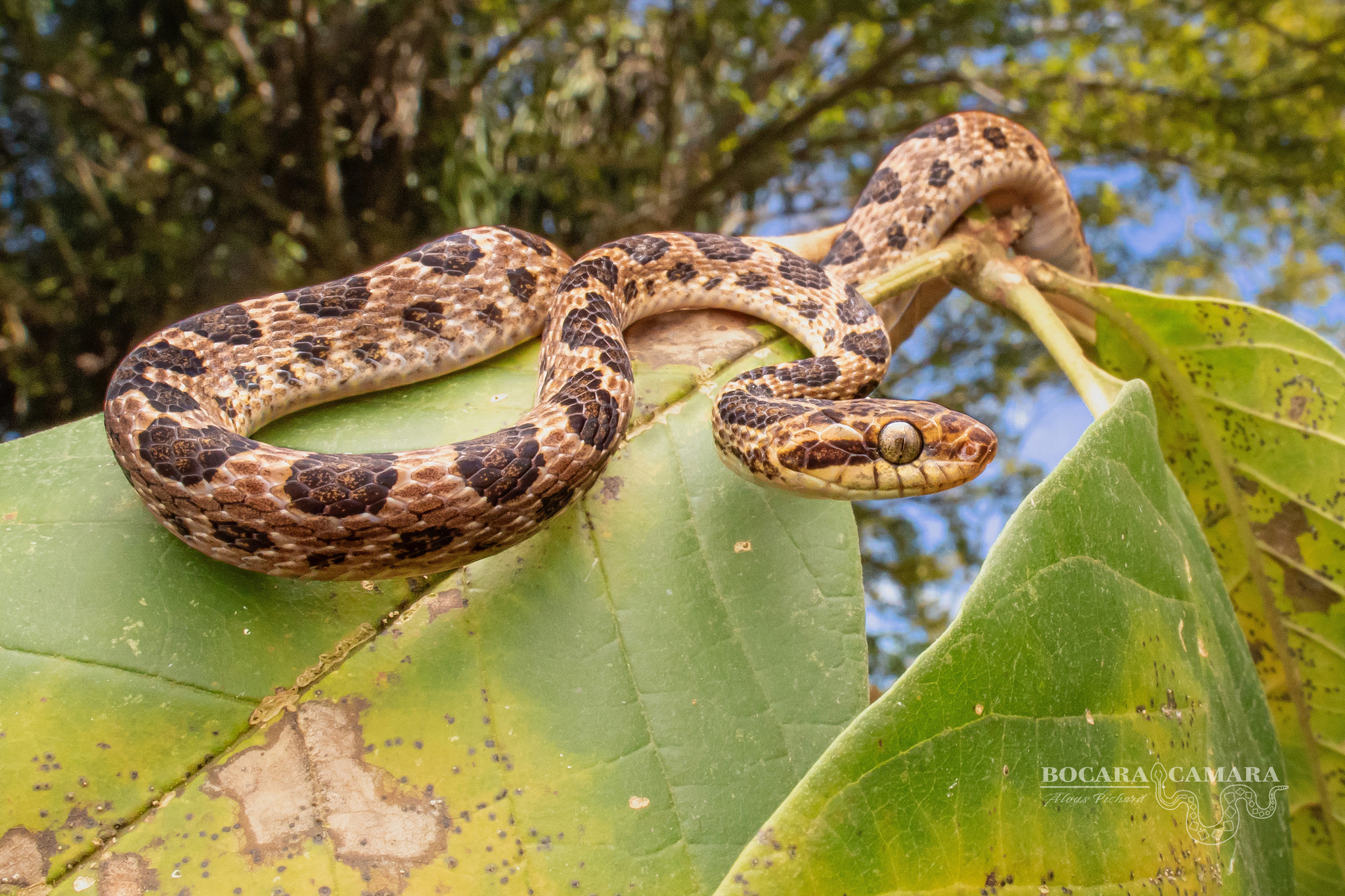 Leptodeira annulata (Linnaeus, 1758)