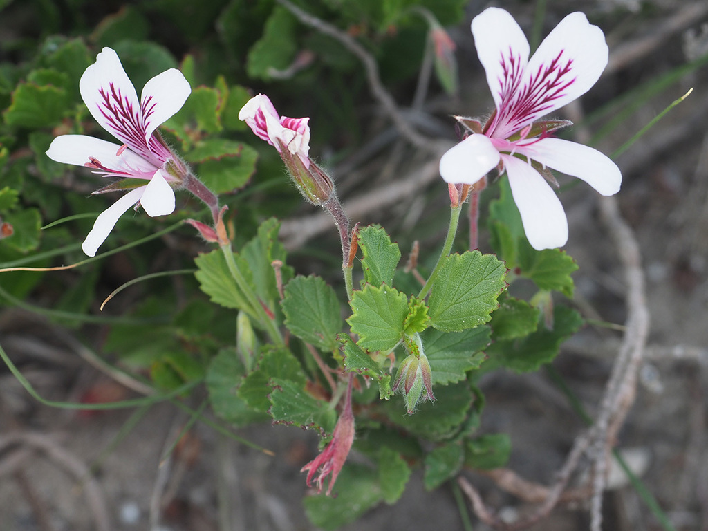 Camphor Storksbill from L'Agulhas, Overberg, Südafrika on October 12 ...