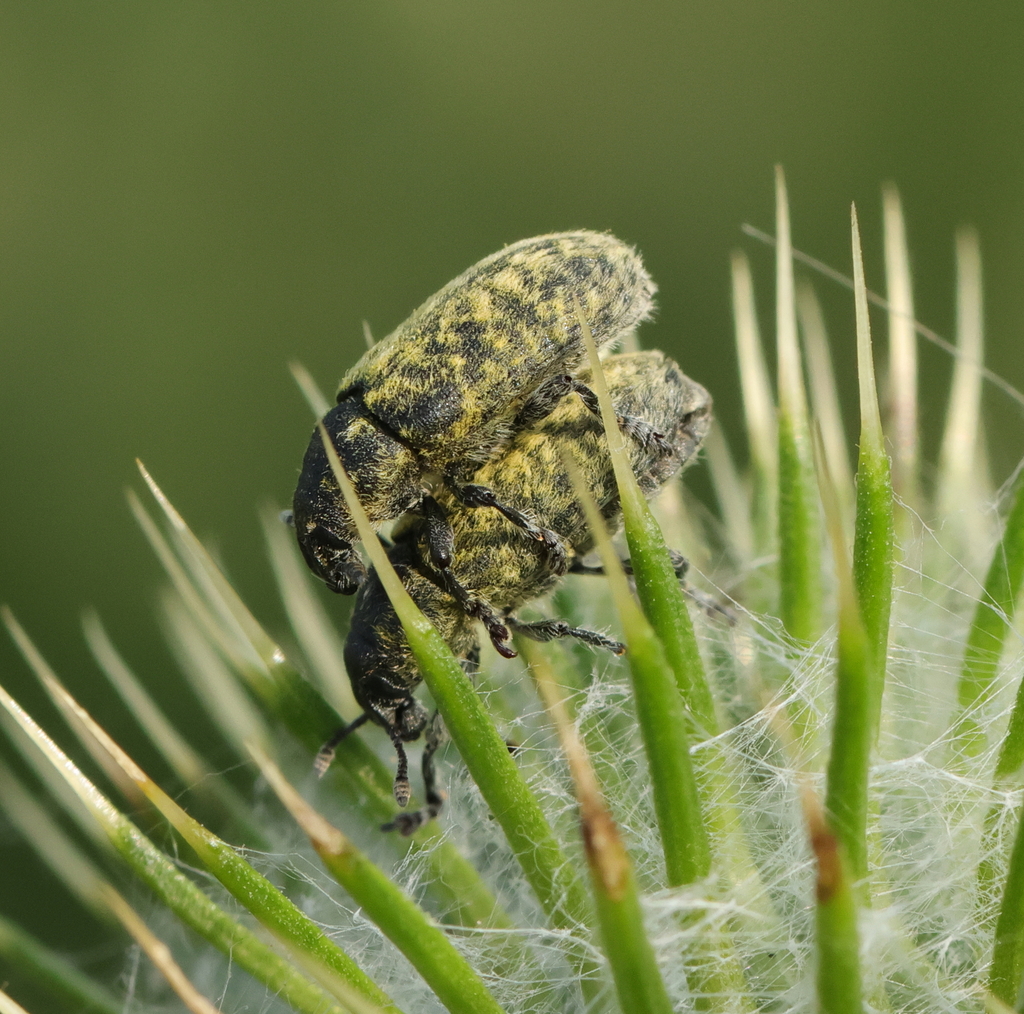 Nodding Thistle Receptacle Weevil from Oudalle, France on June 27, 2023 ...