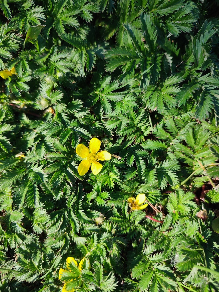 common silverweed from Березники, Пермский край, Россия on June 26 ...