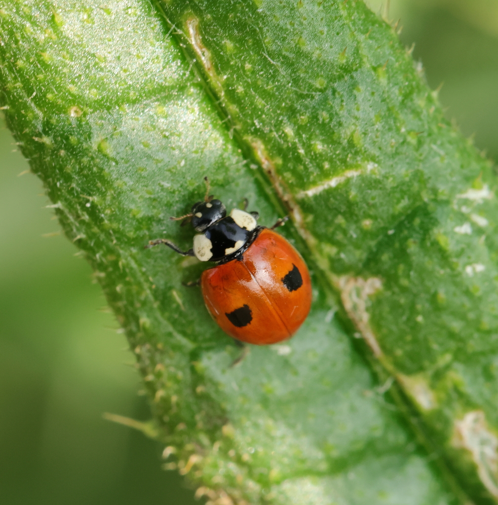 Two-spotted Lady Beetle from Oudalle, France on June 27, 2023 at 05:45 ...