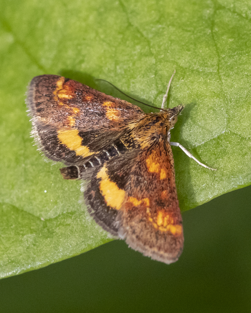 Orange Mint Moth from Sussex Corner, NB, Canada on June 27, 2023 at 11: ...