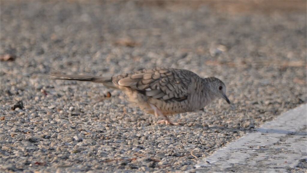 Inca Dove from Ellen Trout Park Lufkin TX on June 27, 2023 by tnewman ...