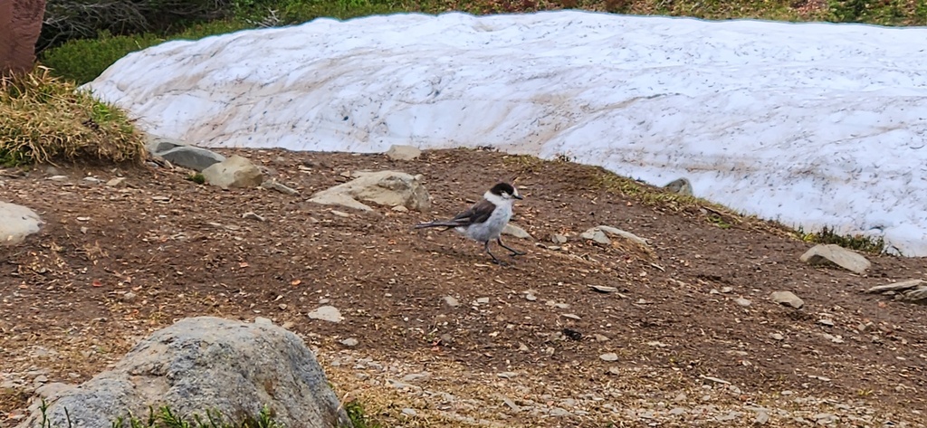 Canada Jay from Garibaldi Park, Squamish-Lillooet, BC, CA on June 24 ...