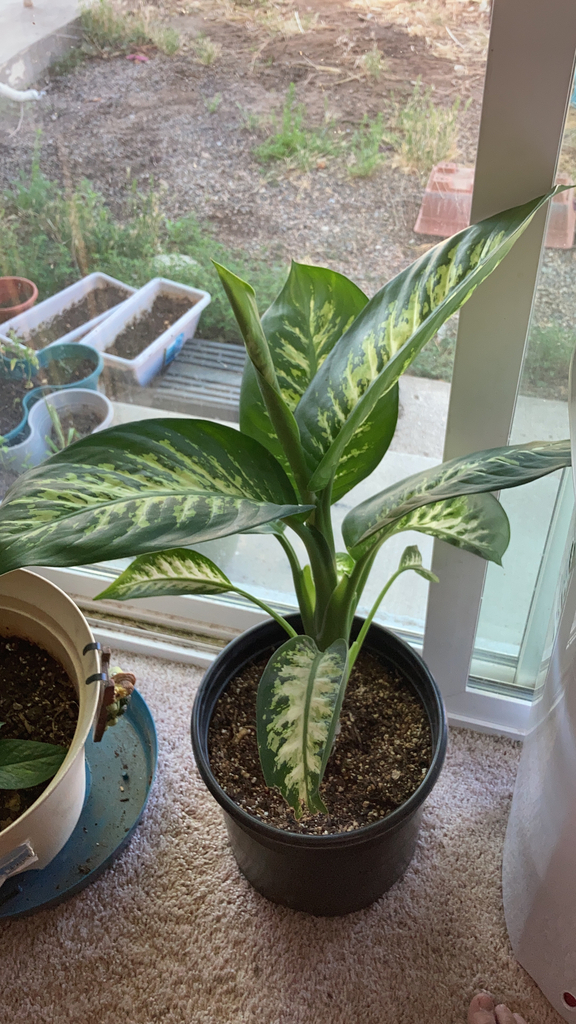 dumb canes from Lake Isabella on June 27, 2023 at 08:58 AM by ...