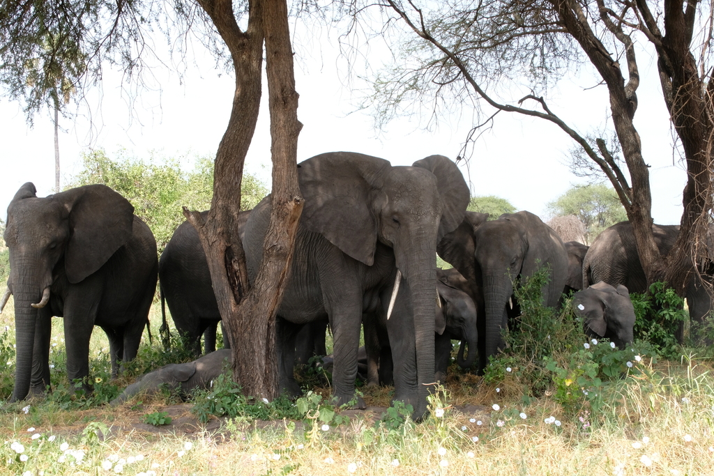 Savannah Elephant in June 2023 by August Lambrecht · iNaturalist