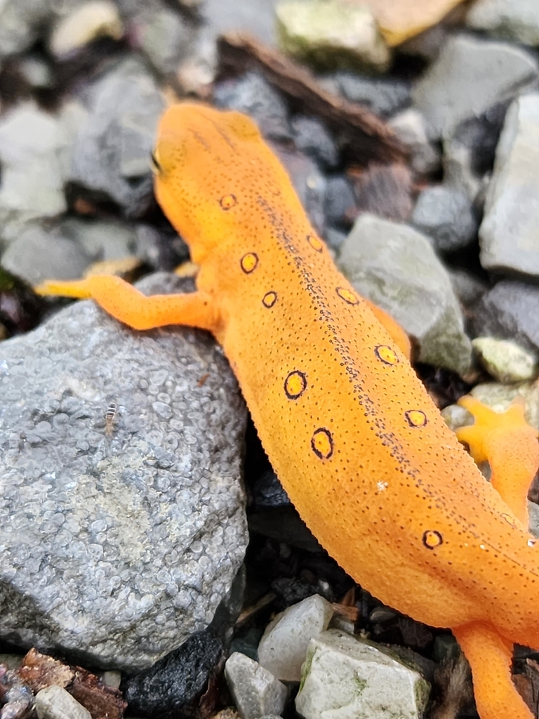 Eastern Newt from Buckeye, WV 24924, USA on June 27, 2023 at 11:23 AM ...