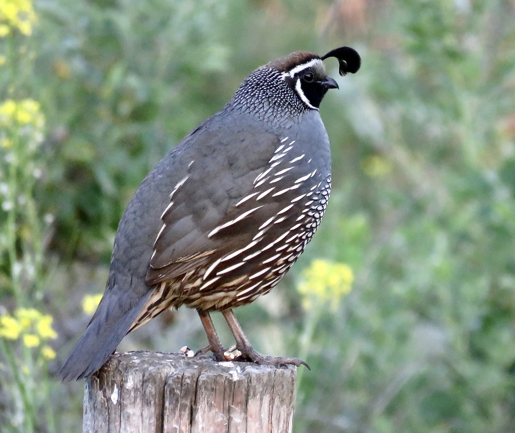 California Quail from Okanagan-Similkameen, BC, Canada on June 26, 2023 ...