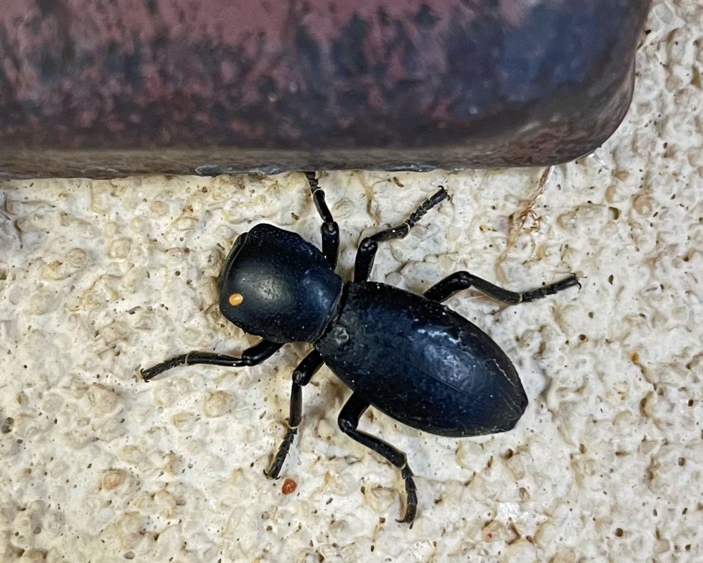 Zopherus gracilis from Grant County, NM, USA on June 21, 2023 at 07:54 ...