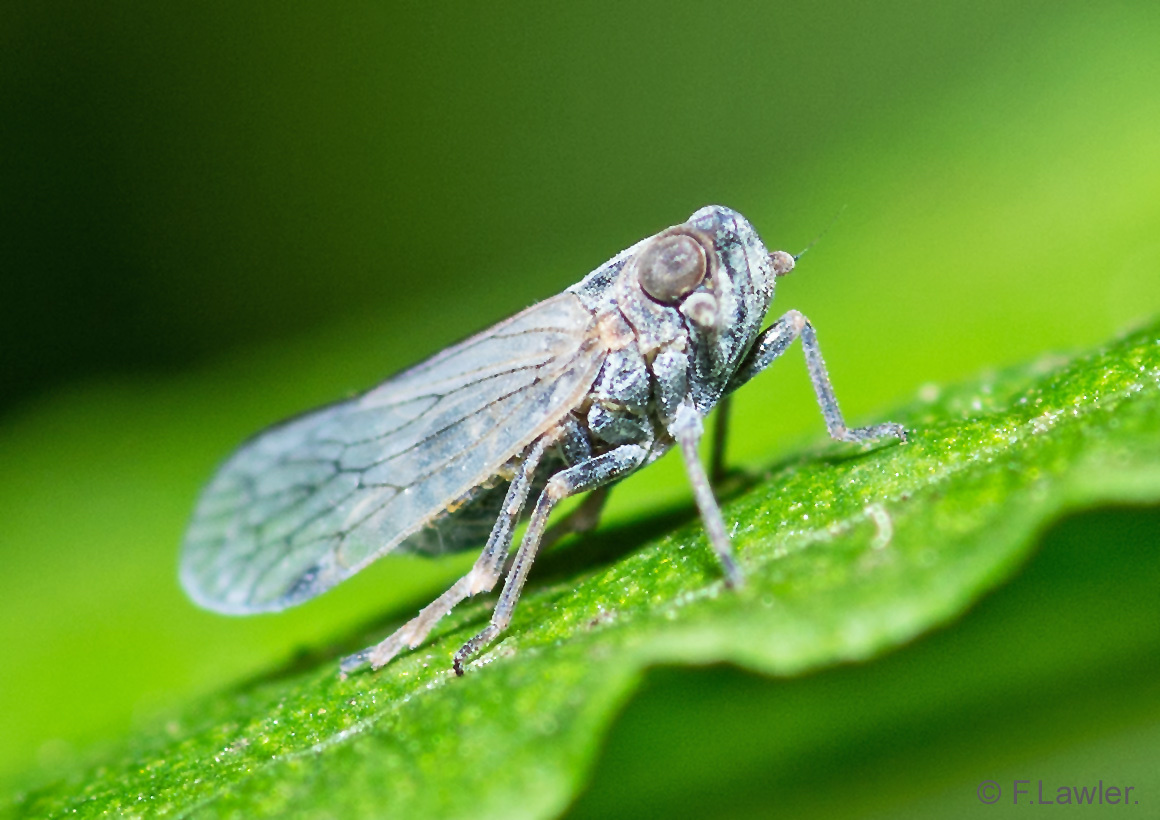Reptalus quinquecostatus | Insect Vectors of Plant Disease