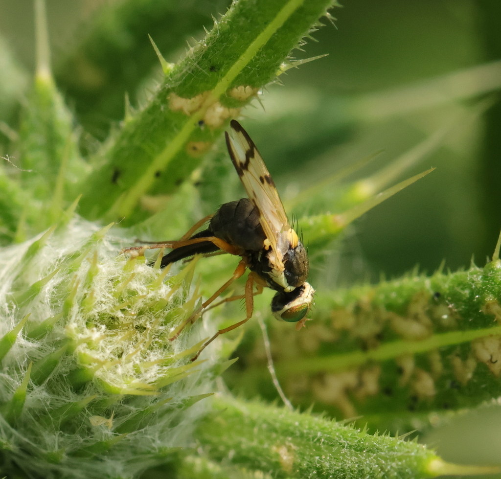 Bull Thistle Gall Fly from Oudalle, France on June 27, 2023 at 06:57 PM ...