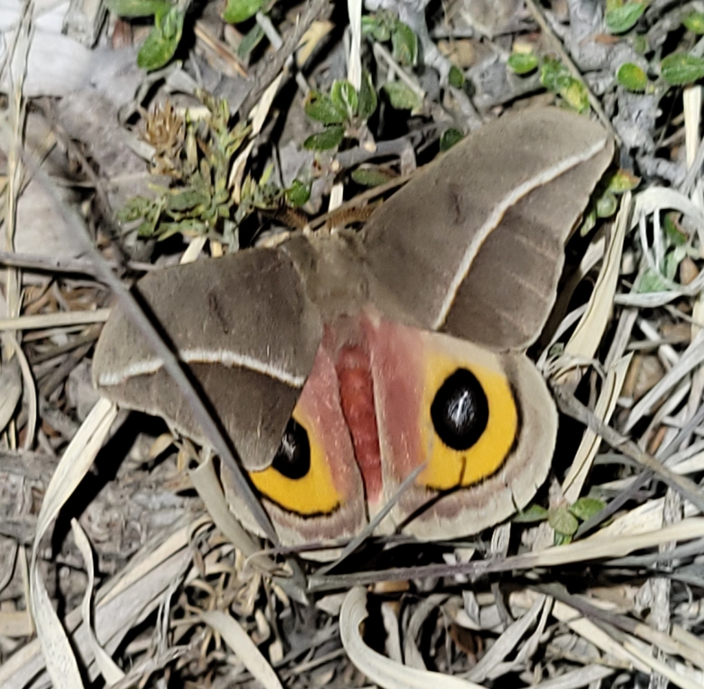 Zephyr Eyed Silkmoth in June 2023 by David Heckard · iNaturalist
