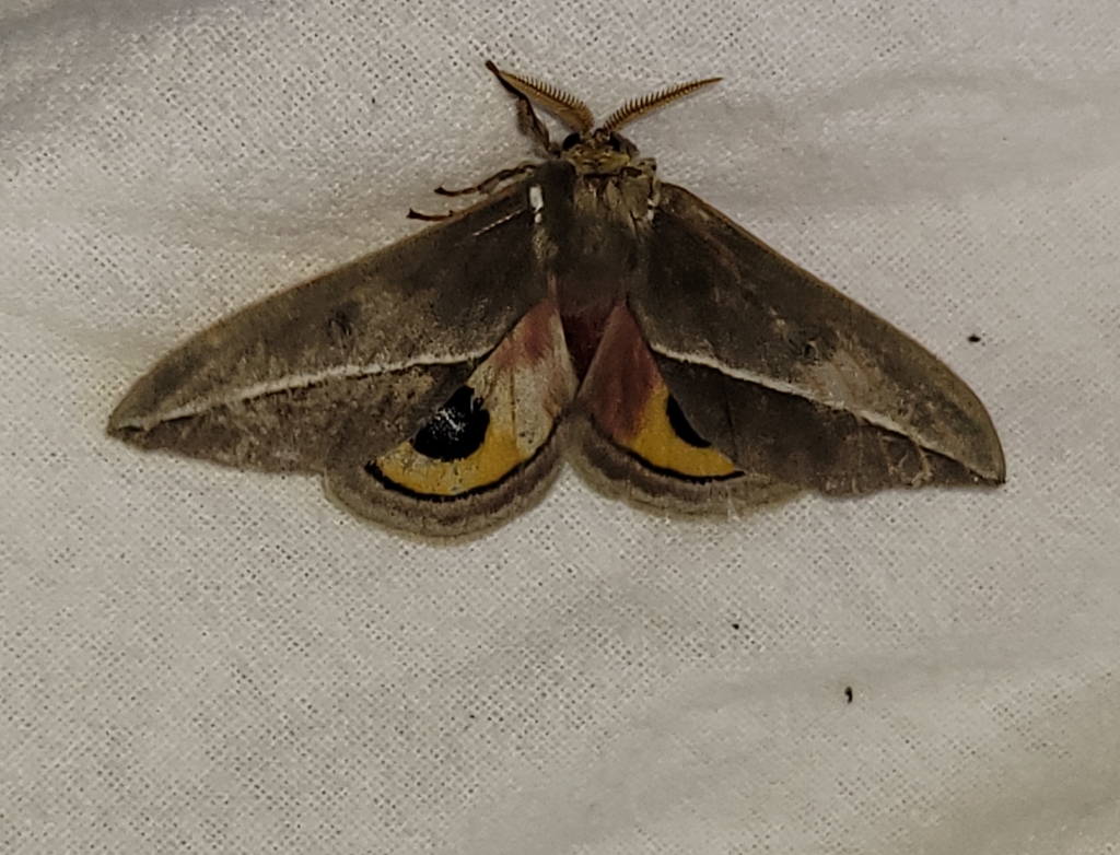 Zephyr Eyed Silkmoth in June 2023 by David Heckard · iNaturalist