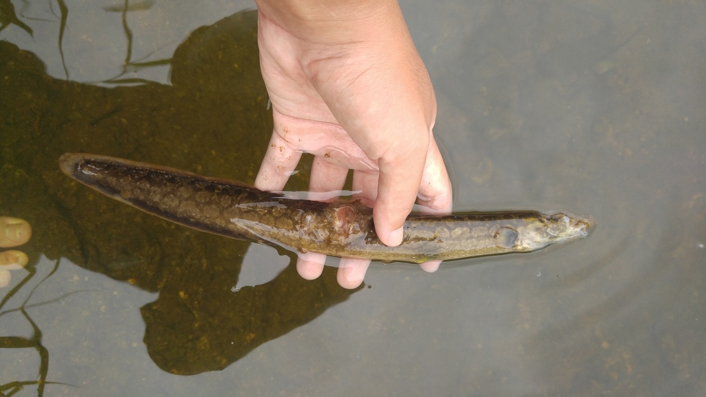 Swamp Eels (Synbranchiformes) - Marine Life Identification