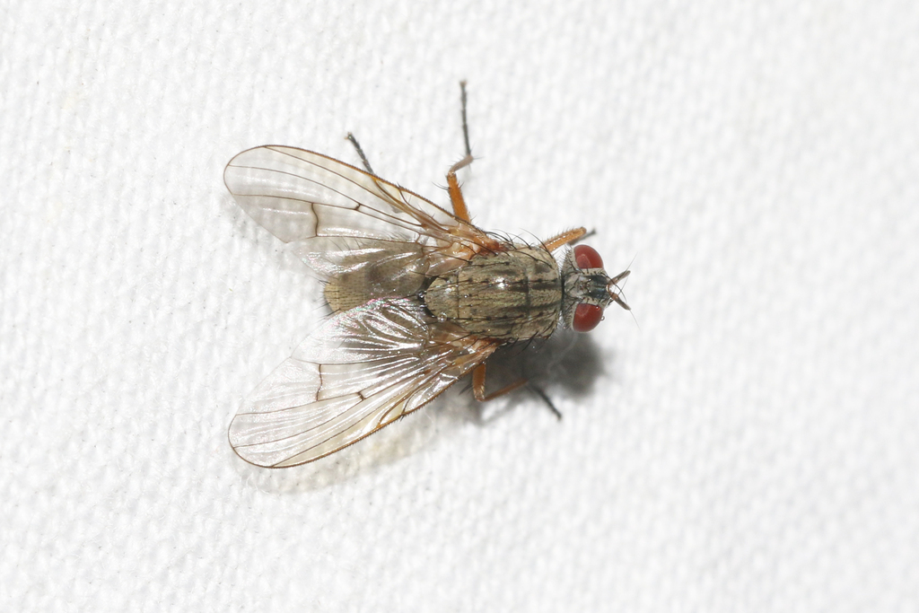 Phaoniinae from Seby143, Mörbylånga, Sverige on June 26, 2023 at 10:13 ...