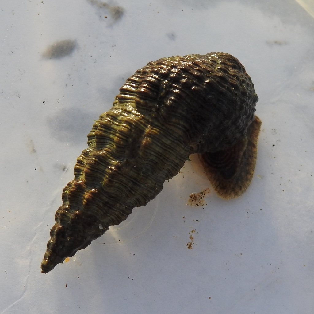 Australian Mud Whelk (Marine invertebrates of Randwick costal area ...