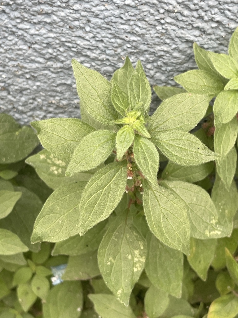 pellitory-of-the-wall from Park St, Cambridge, England, GB on June 27 ...