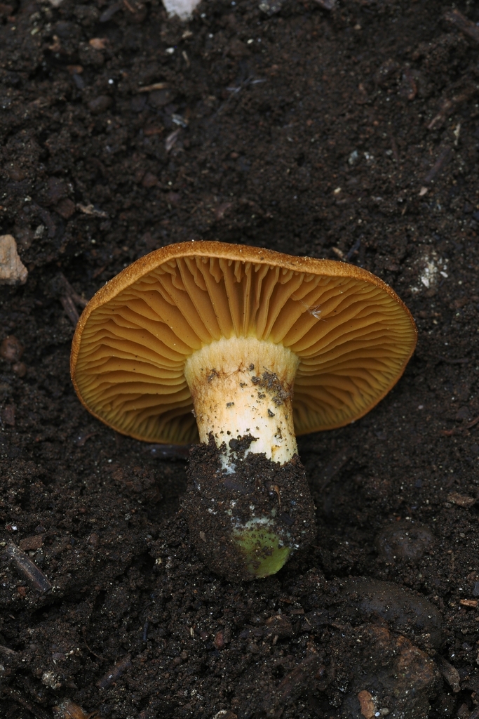 saffron webcap from Modoc County, Modoc National Forest, US-CA, US on ...