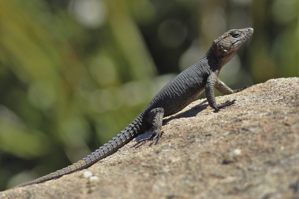 Graceful Crag Lizard from West Coast District Municipality, South ...