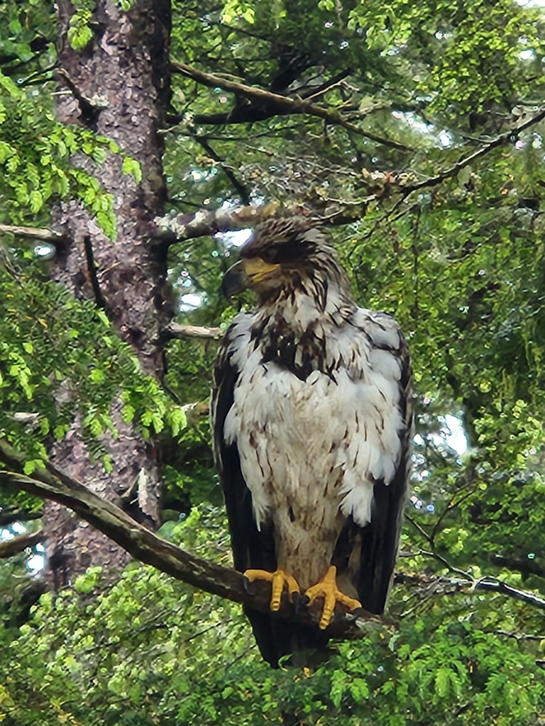 Bald Eagle from Kaasdaa Heen Cr / Indian River Rd, Sitka, AK 99835, USA ...