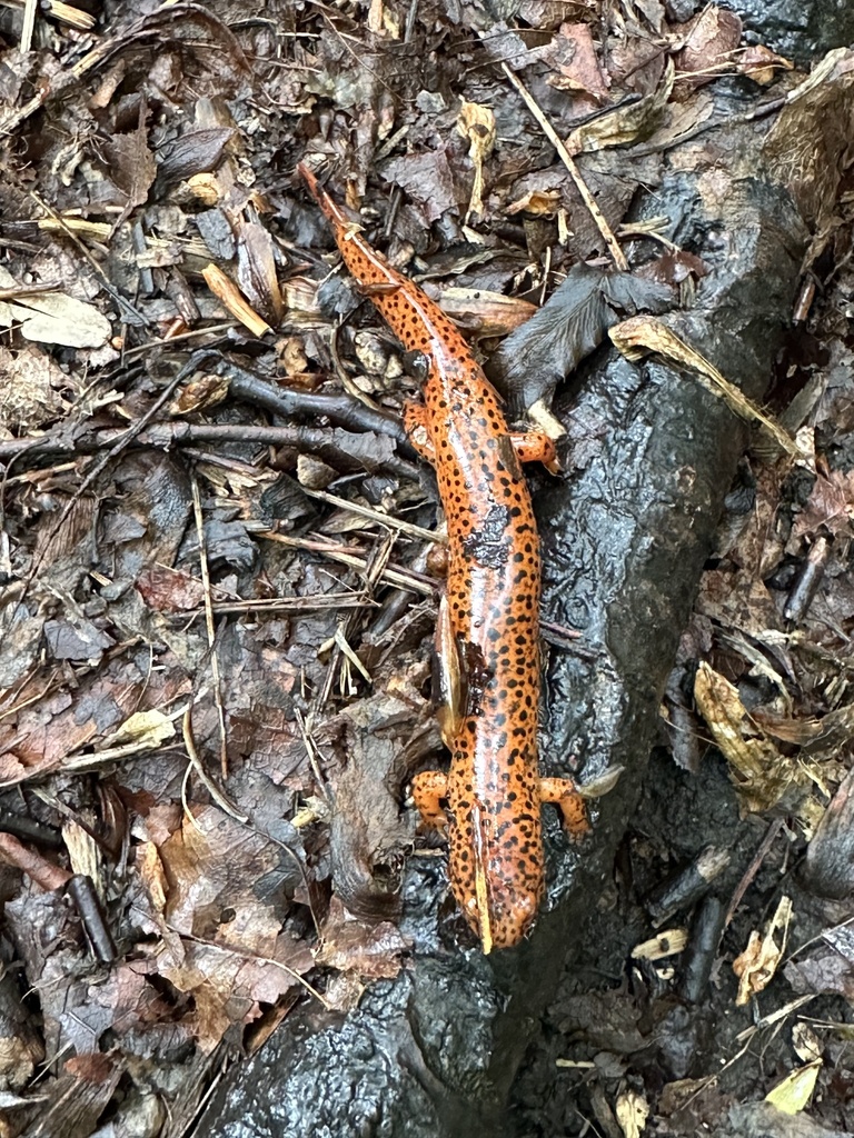 Northern Red Salamander from Bloomsbury, NJ, US on June 27, 2023 at 11: ...