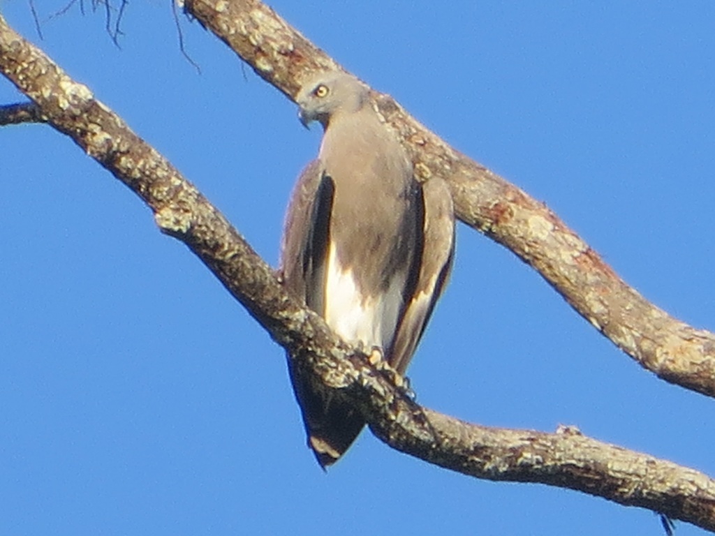 Lesser Fish-Eagle (Icthyophaga humilis) - Avian Discovery