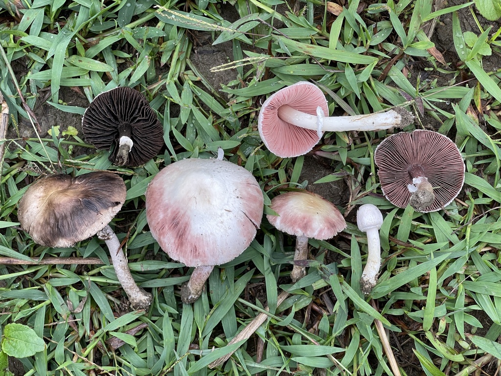 field mushrooms and allies from Pathari, Pathari Shanishchare 56600 ...