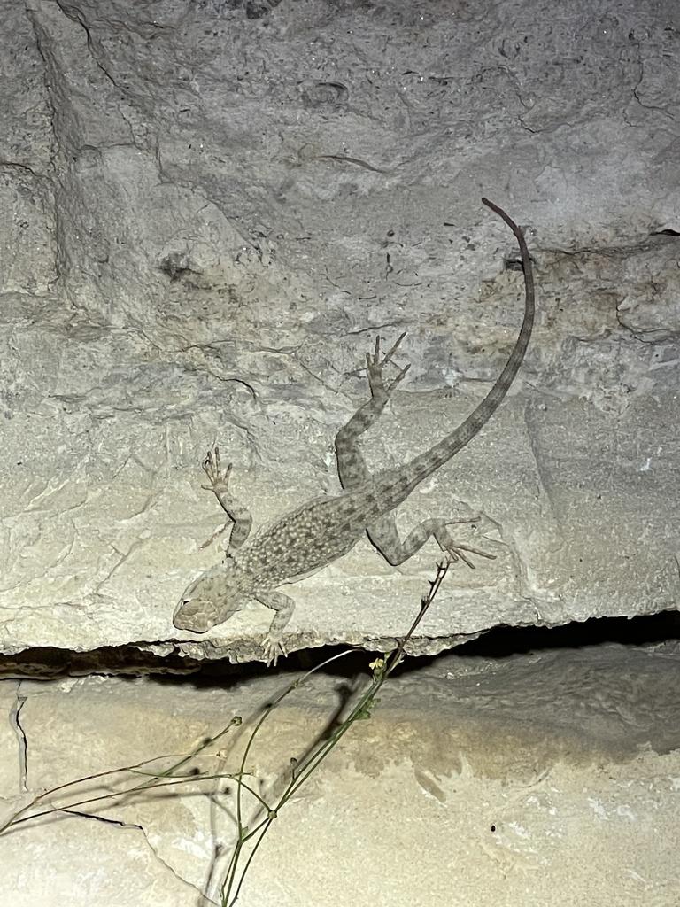 Canyon Lizard in June 2023 by Drew R. Davis, Ph.D. · iNaturalist