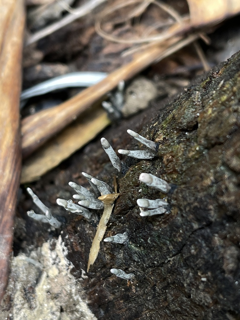Xylaria from Pathari, Pathari Shanishchare 56600, Nepal on June 21 ...