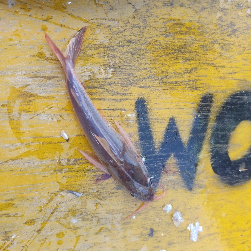 Catfishes from Maynas, PE-LO, PE on June 26, 2023 at 12:07 PM by ...