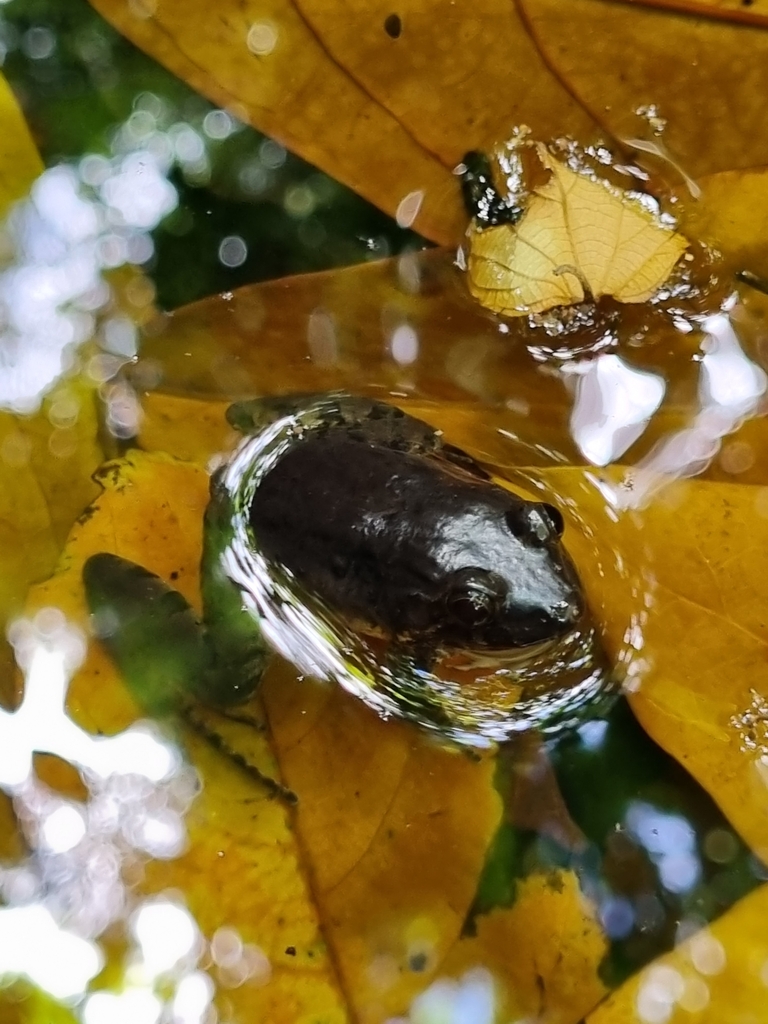 Smooth-skinned Ditch Frog from Tobago, Trinidad and Tobago on June 25 ...