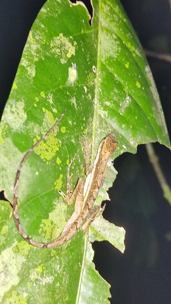 Anoles on June 26, 2023 at 09:08 PM by Wildlife Tours Peru, Christoph ...