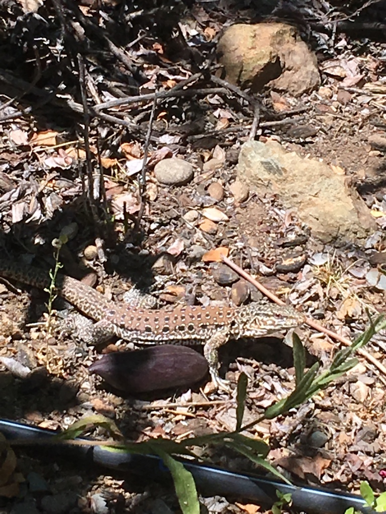 Spotted False Monitor from 9420000, Tiltil, Metropolitana de Santiago ...