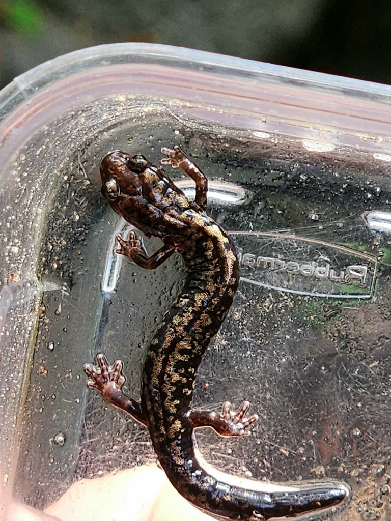 Weller's Salamander from Boone on June 14, 2023 at 10:36 AM by ...