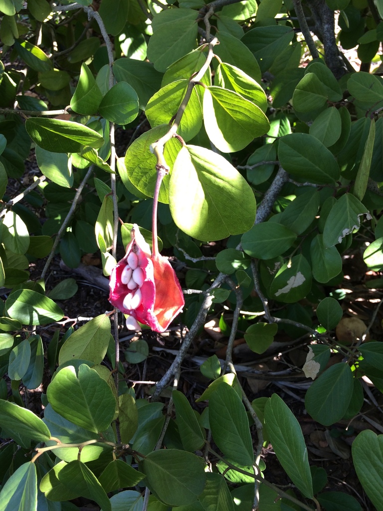 bay-leaved caper from 888 Sextant Dr, Sanibel, FL, US on December 23 ...