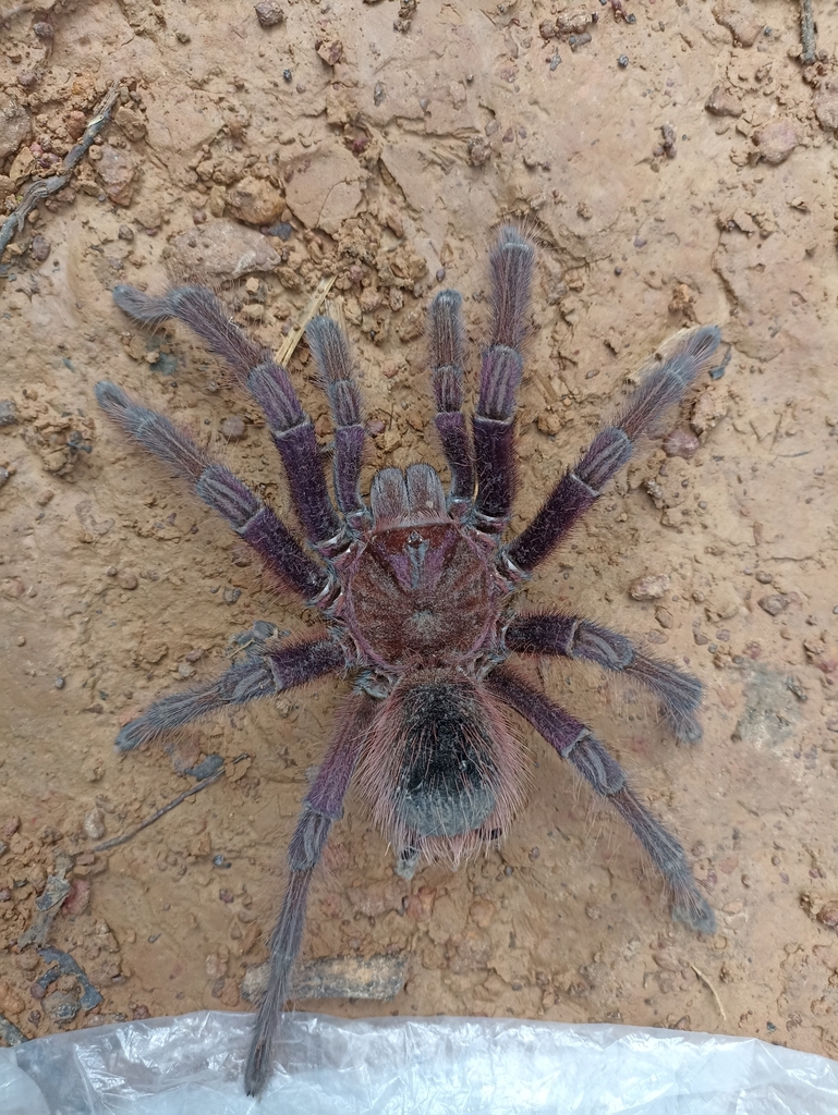 Goliath Pinkfoot Tarantula in June 2023 by Candida Caicedo Moreno ...