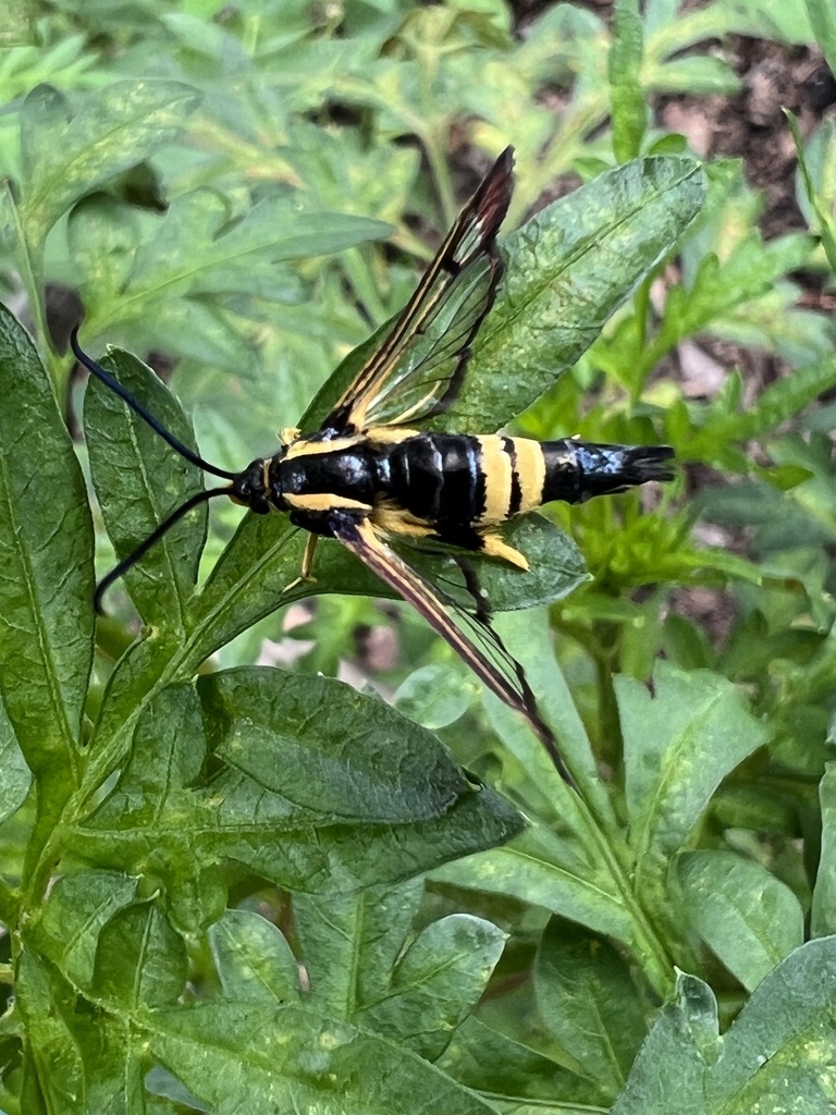 Holly Borer Moth from Tulip Grove Dr, Bowie, MD, US on June 27, 2023 at ...