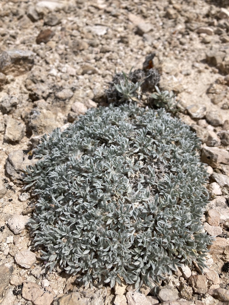 Summer Milkvetch from Bridger, MT, US on June 27, 2023 at 02:50 PM by ...