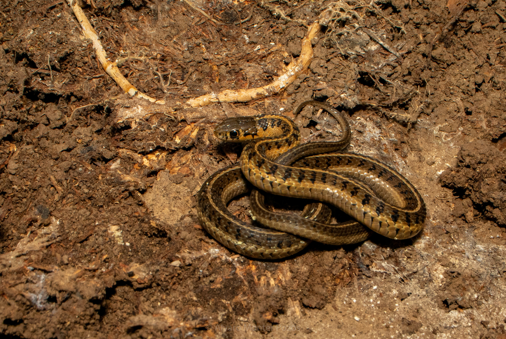 Longtail Alpine Garter Snake from Agua Blanca de Iturbide, Hgo., México ...