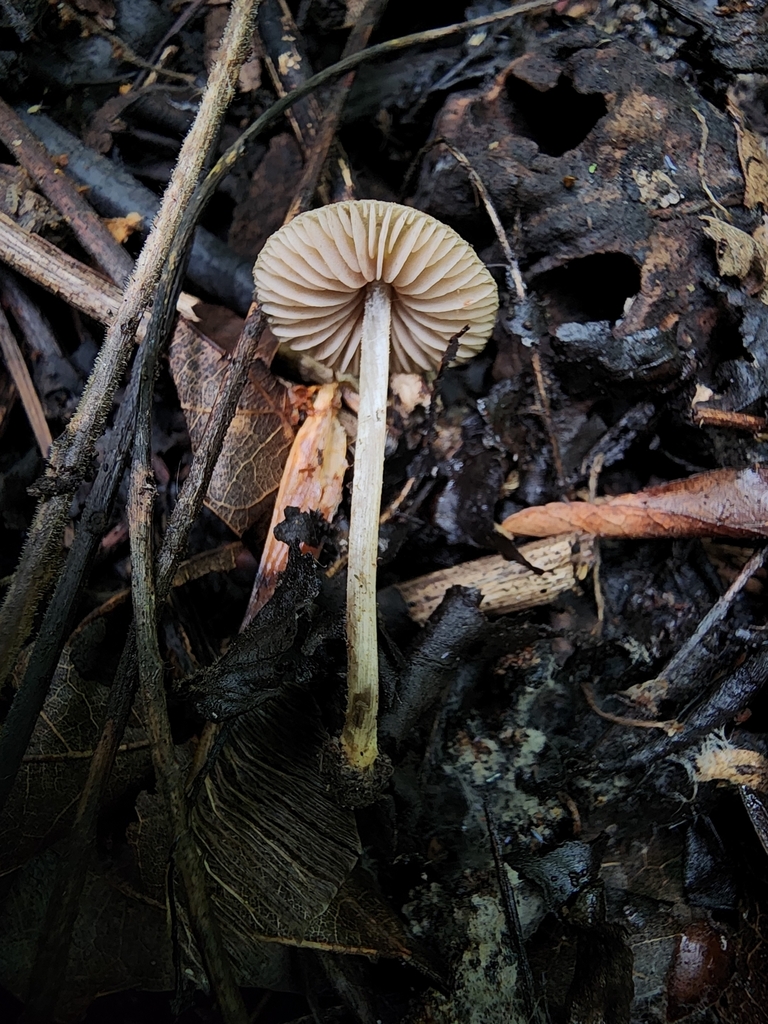 Entoloma flavoviride from Wayne, MI 48184, USA on June 27, 2023 at 05: ...