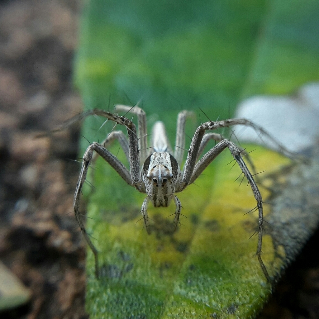 Jackson's Long Bodied Lynx Spider from Mutare, Zimbabwe on June 24 ...