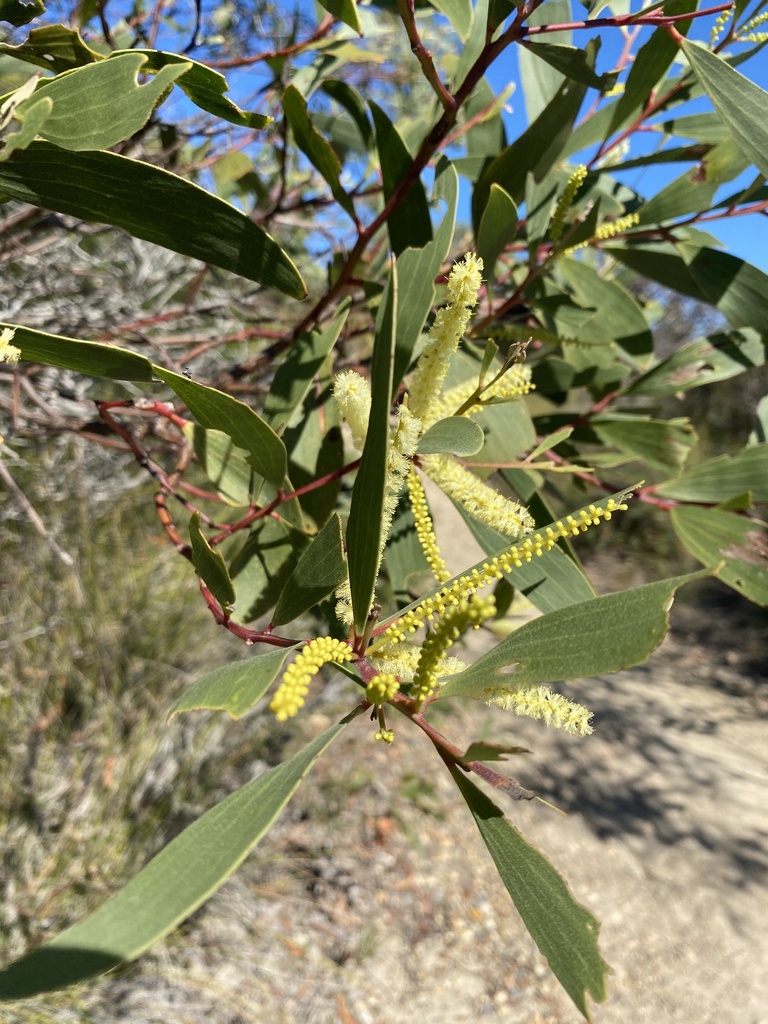 black wattle from Noosa National Park, Coolum Beach, QLD, AU on June 27 ...