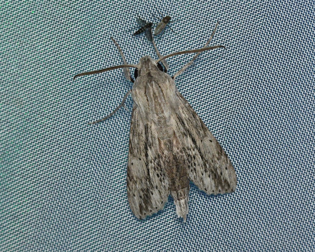 Erinnyis guttularis from Playa Pedernales, Pedernales 84000, République ...