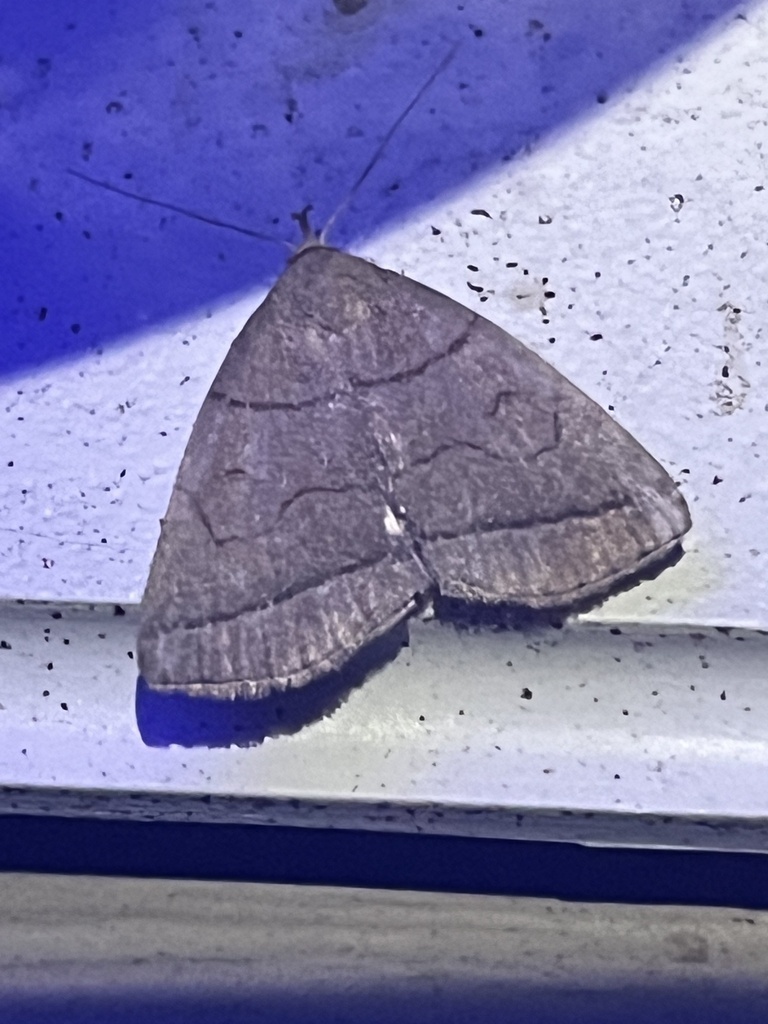 Fan-foot Moths from Middletown Rd, Freeland, MD, US on June 24, 2023 at ...