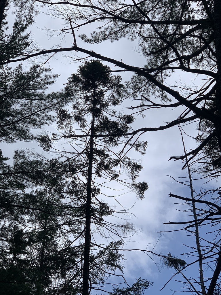 black spruce from Franklin County, US-VT, US on June 27, 2023 at 11:15 ...