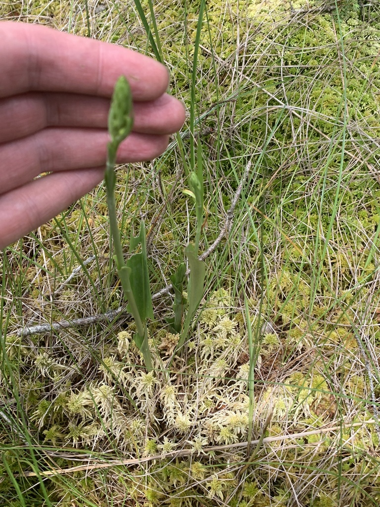 Bog Orchids In June 2023 By Charlie Hohn · Inaturalist