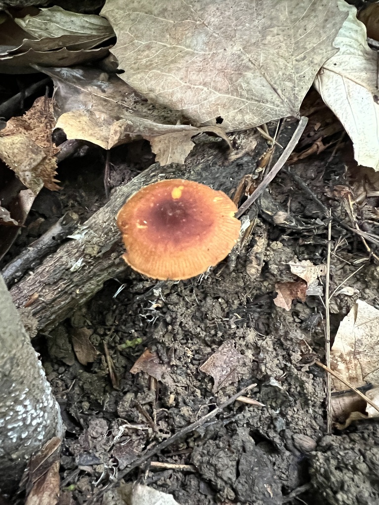 Heimiomyces tenuipes from Nineveh, IN, US on June 27, 2023 at 01:12 PM ...