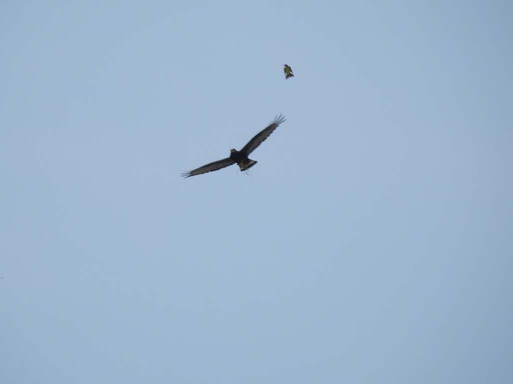 Zone-tailed Hawk from Playa la Ropa, Zihuatanejo, Gro., México on June ...